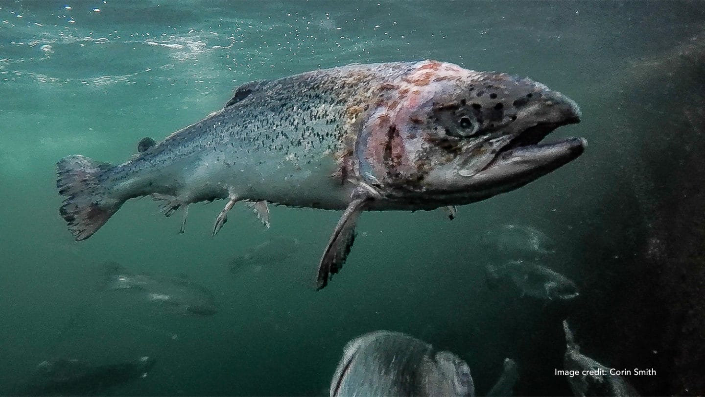Salmon farming store
